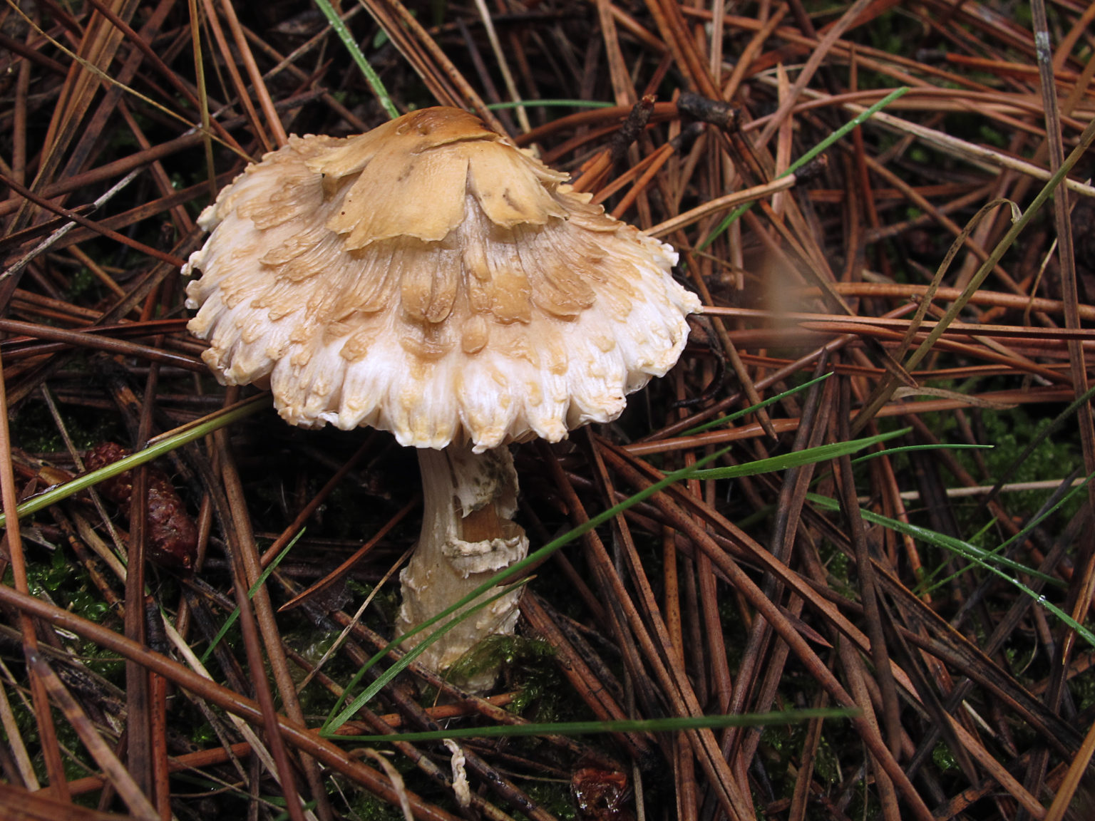 Lepiota josserandii – identifier-les-champignons.com