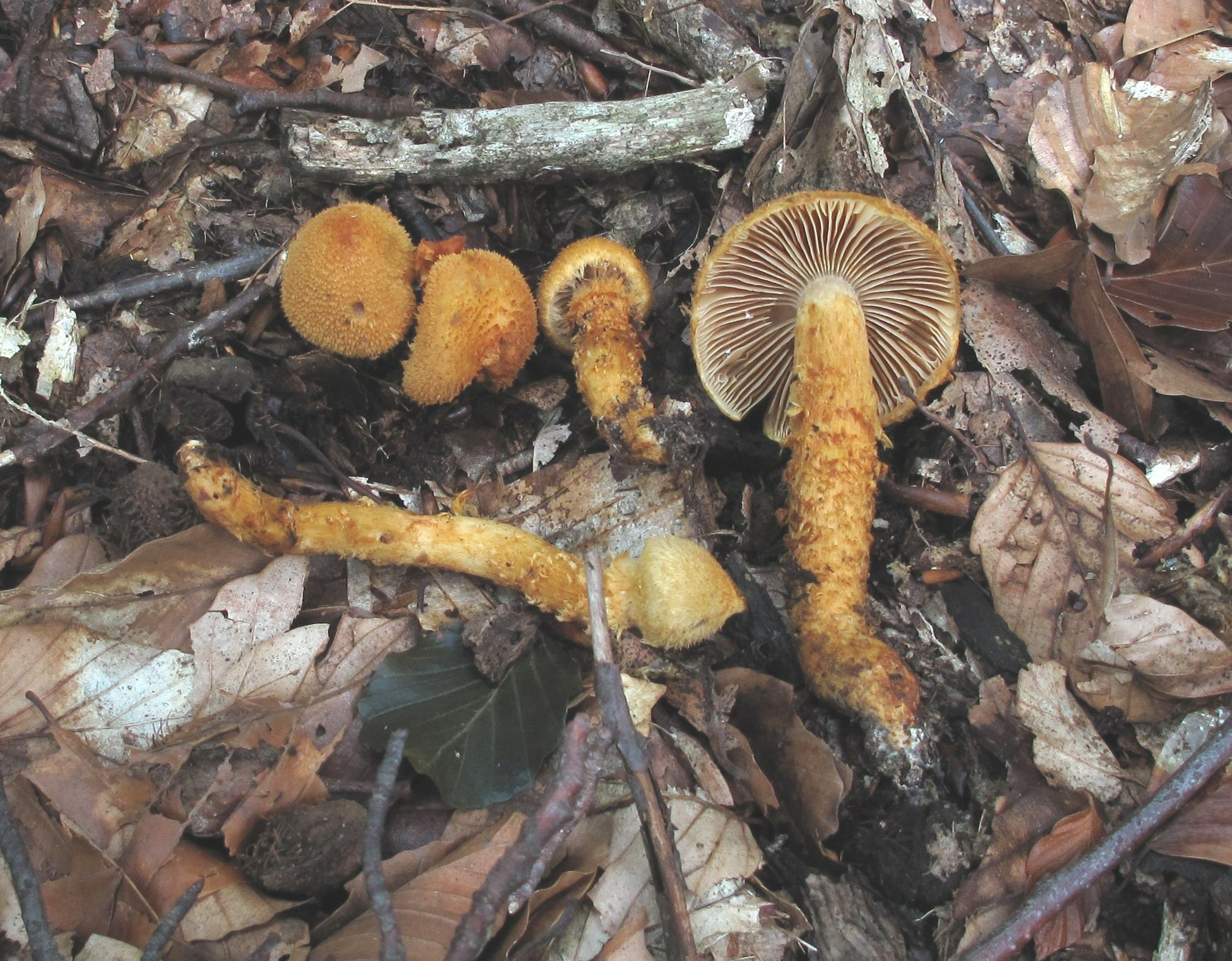 Cortinarius humicola – identifier-les-champignons.com