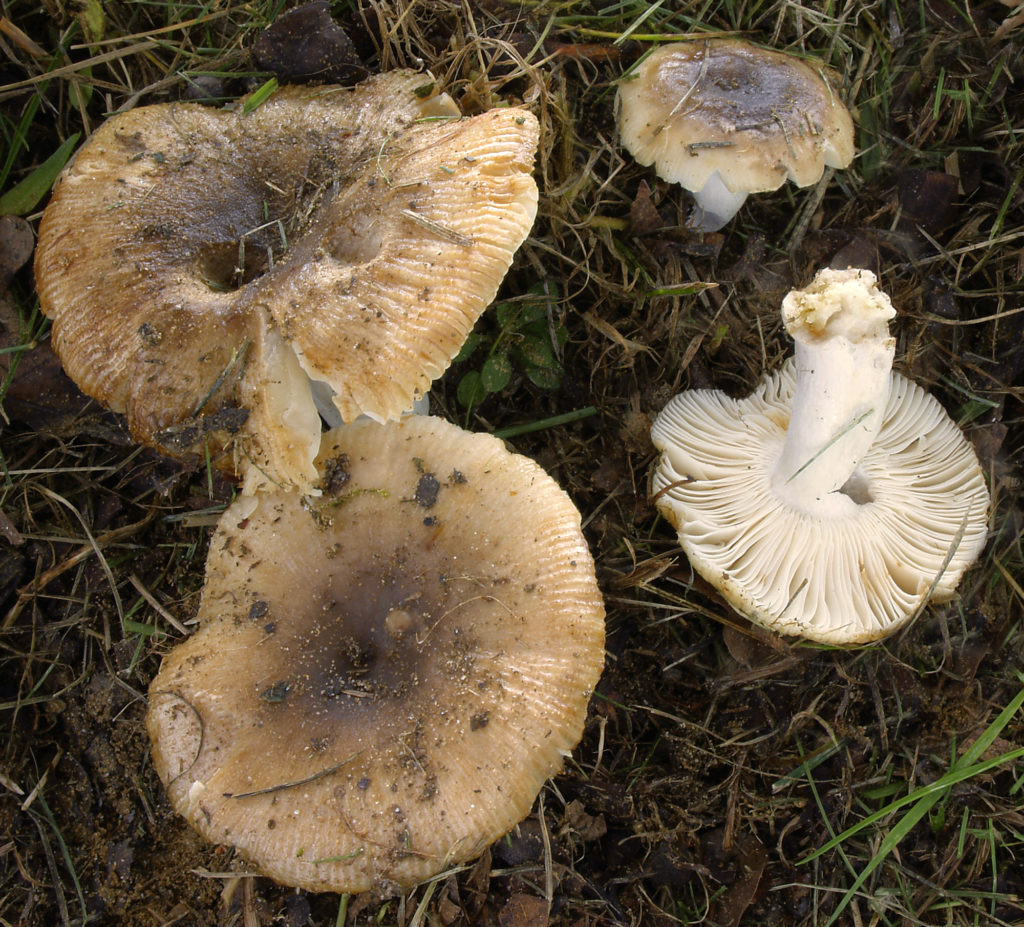 Russula pectinatoides – identifier-les-champignons.com