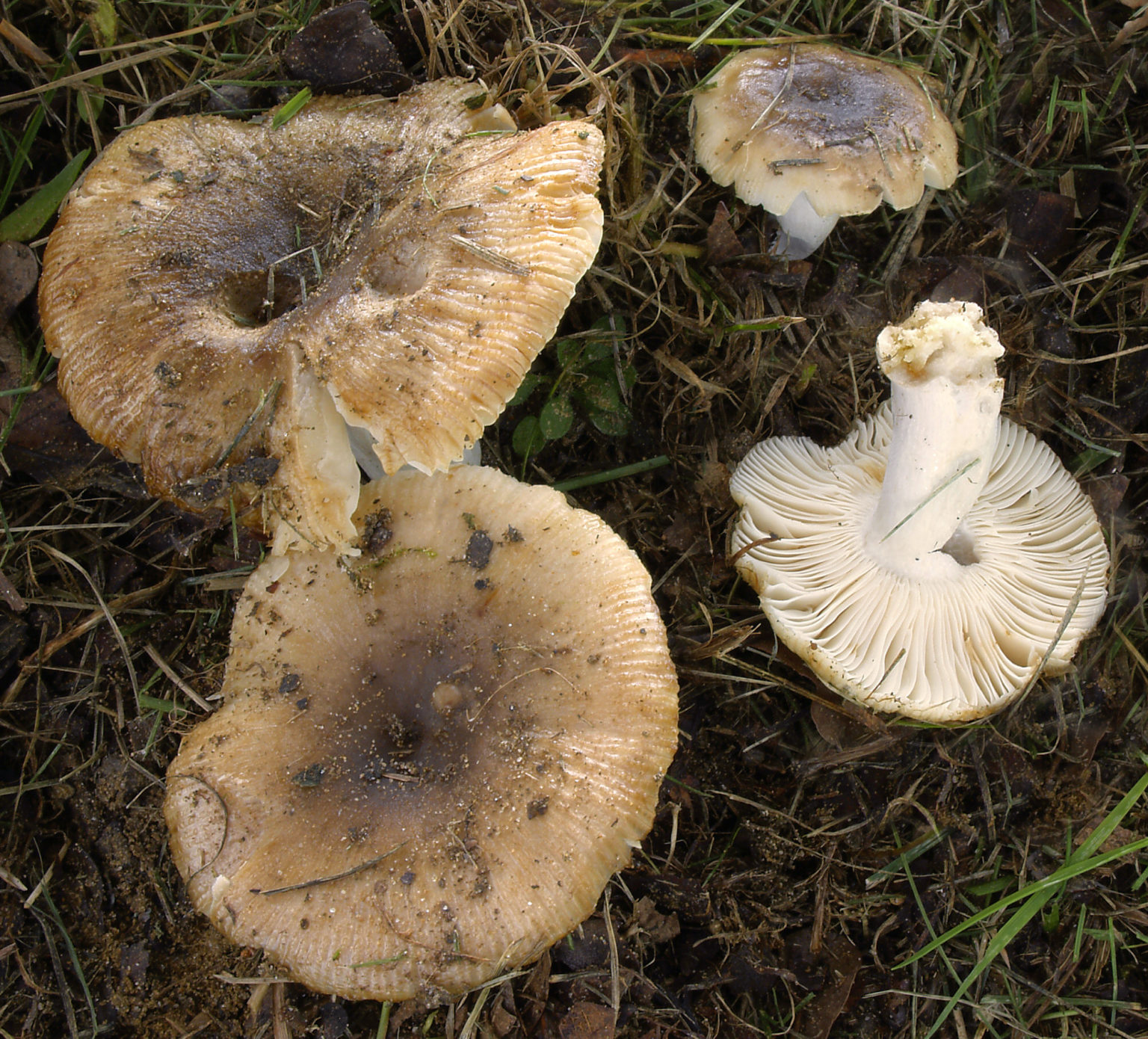 Russula pectinatoides – identifier-les-champignons.com