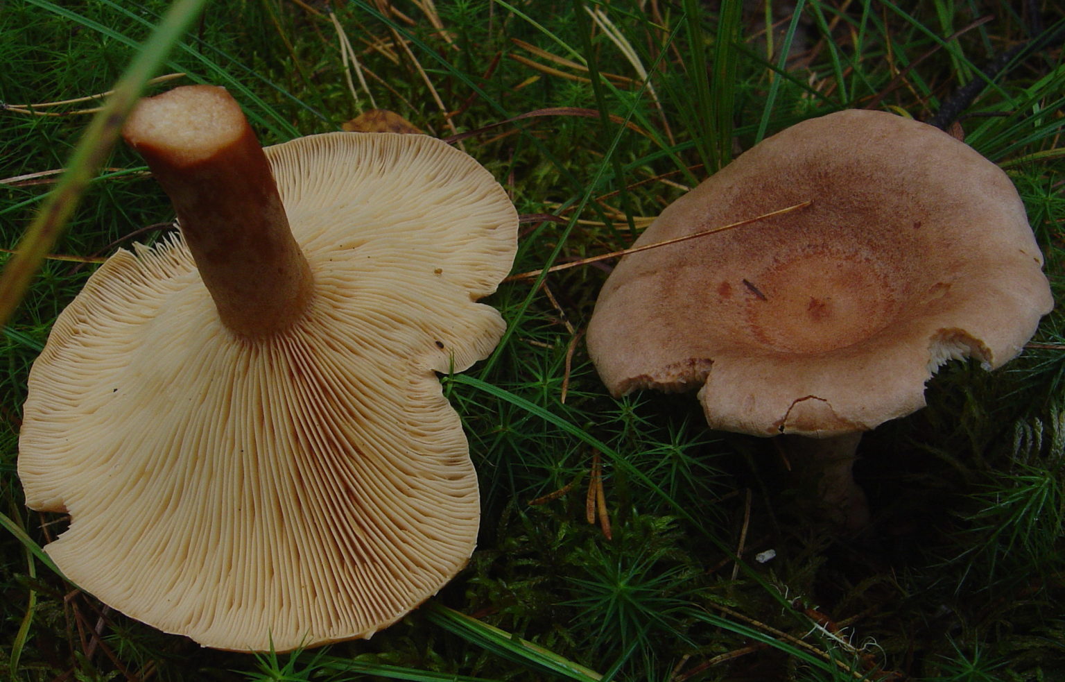 Lactarius helvus – identifier-les-champignons.com