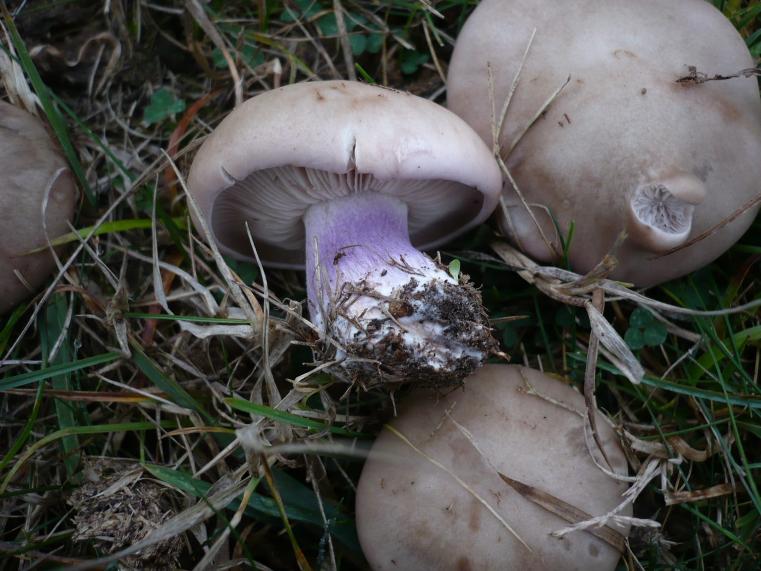 Lepista saeva – identifier-les-champignons.com