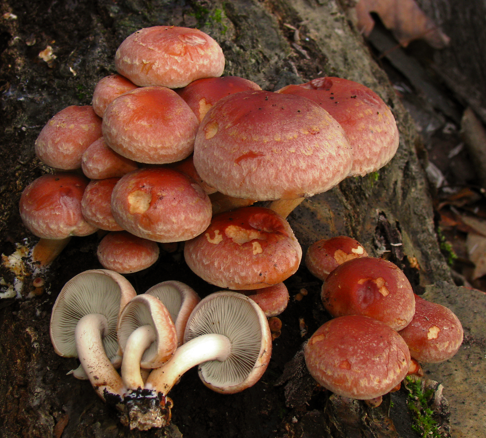 Hypholoma sublateritium – identifier-les-champignons.com