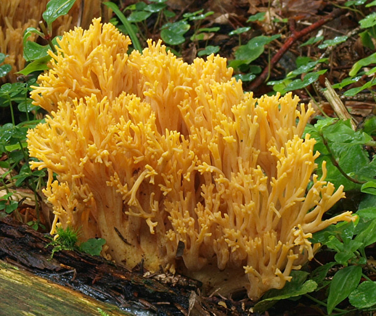 Ramaria largentii – identifier-les-champignons.com