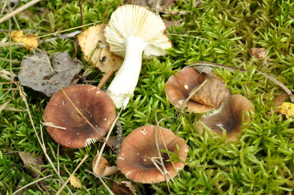 Russula nitida – identifier-les-champignons.com