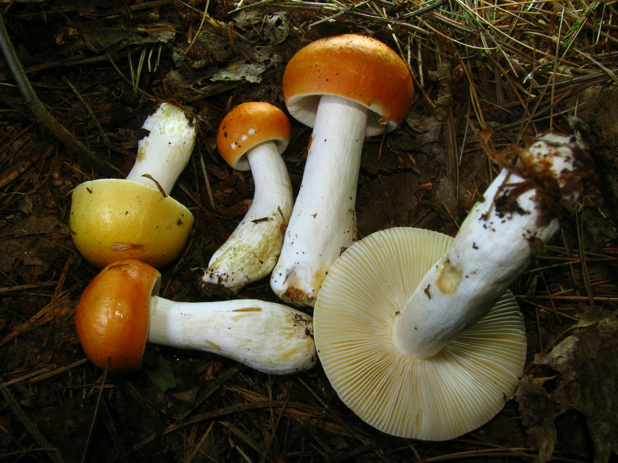 Russula decolorans – identifier-les-champignons.com