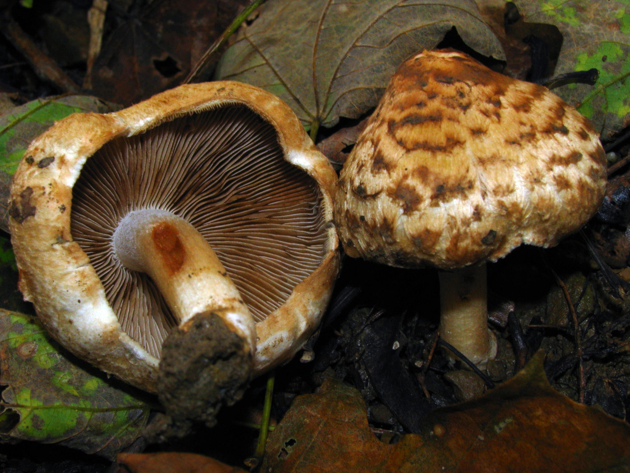 Inocybe fraudans – identifier-les-champignons.com