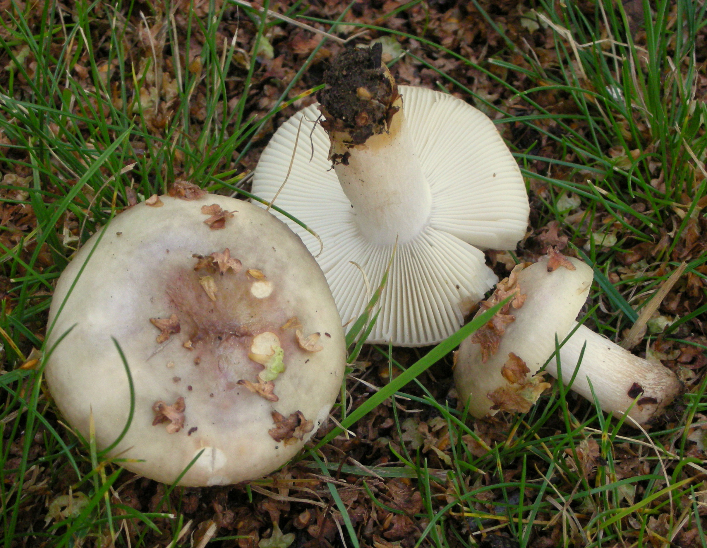 Russula versicolor – identifier-les-champignons.com