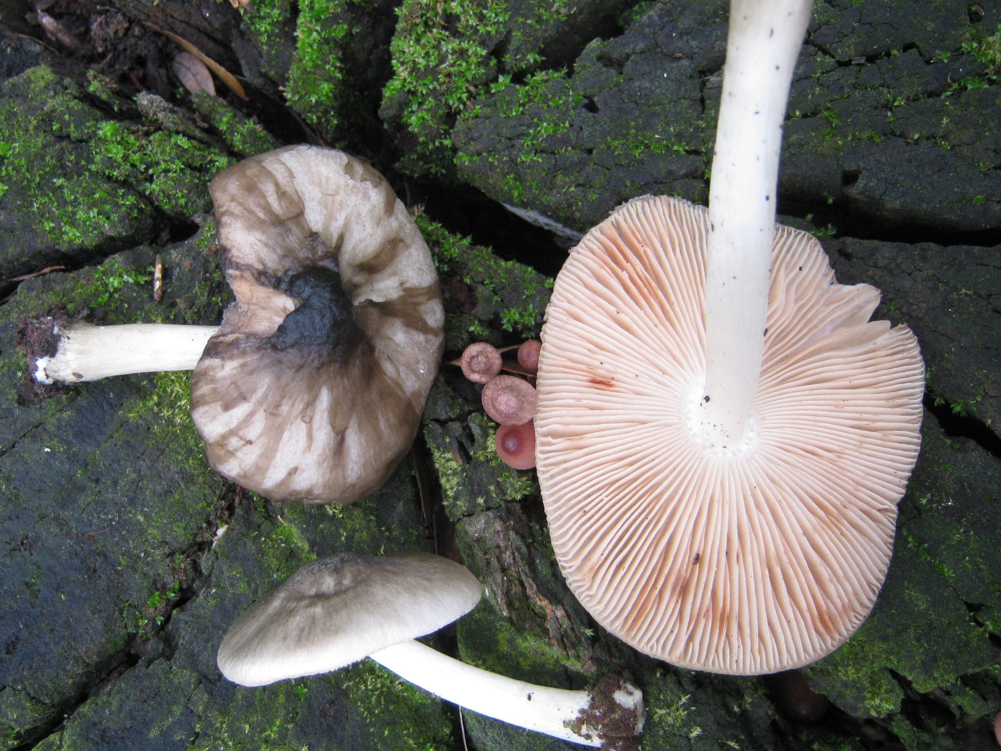 Pluteus salicinus – identifier-les-champignons.com