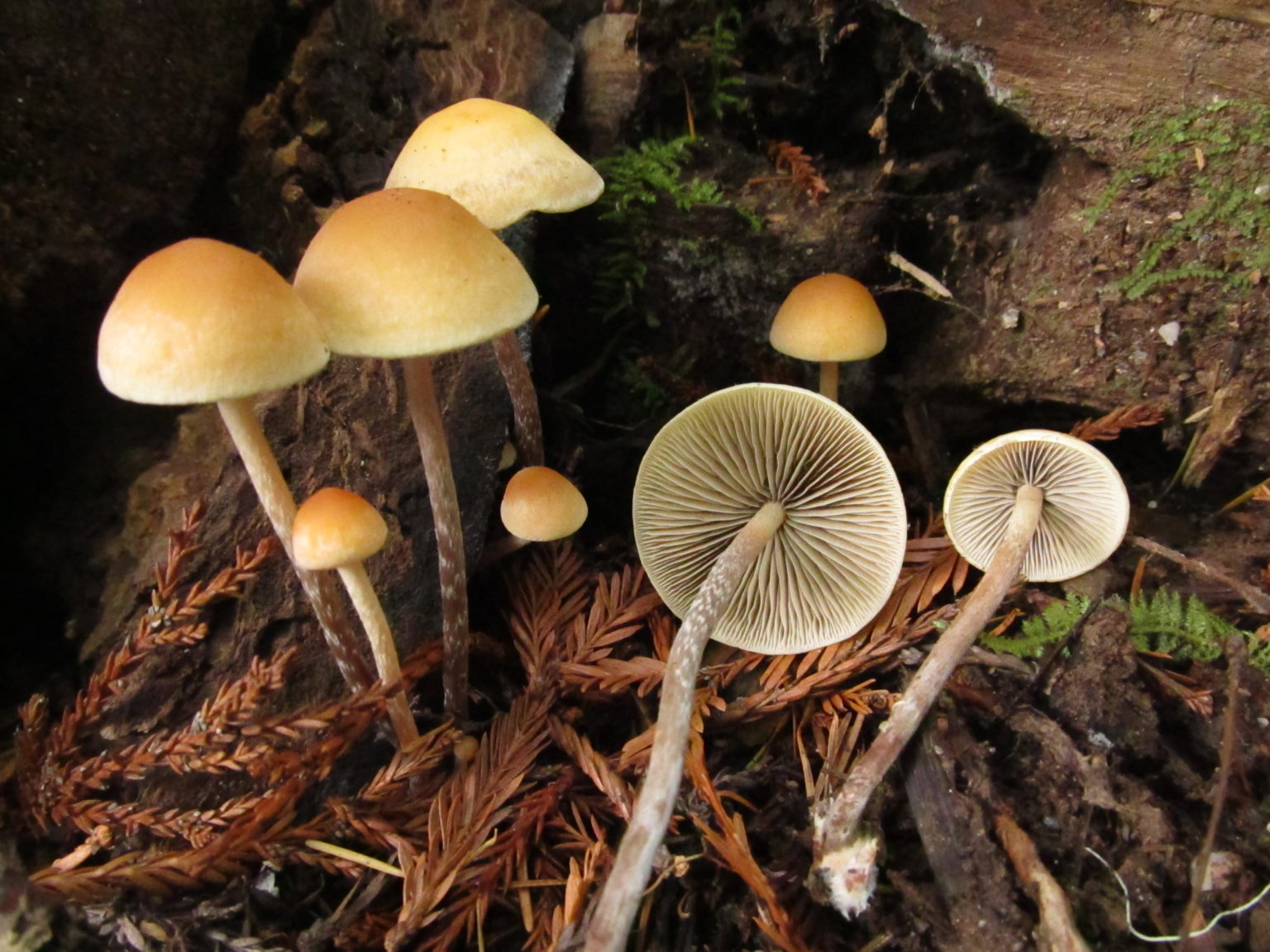 Hypholoma marginatum – identifier-les-champignons.com