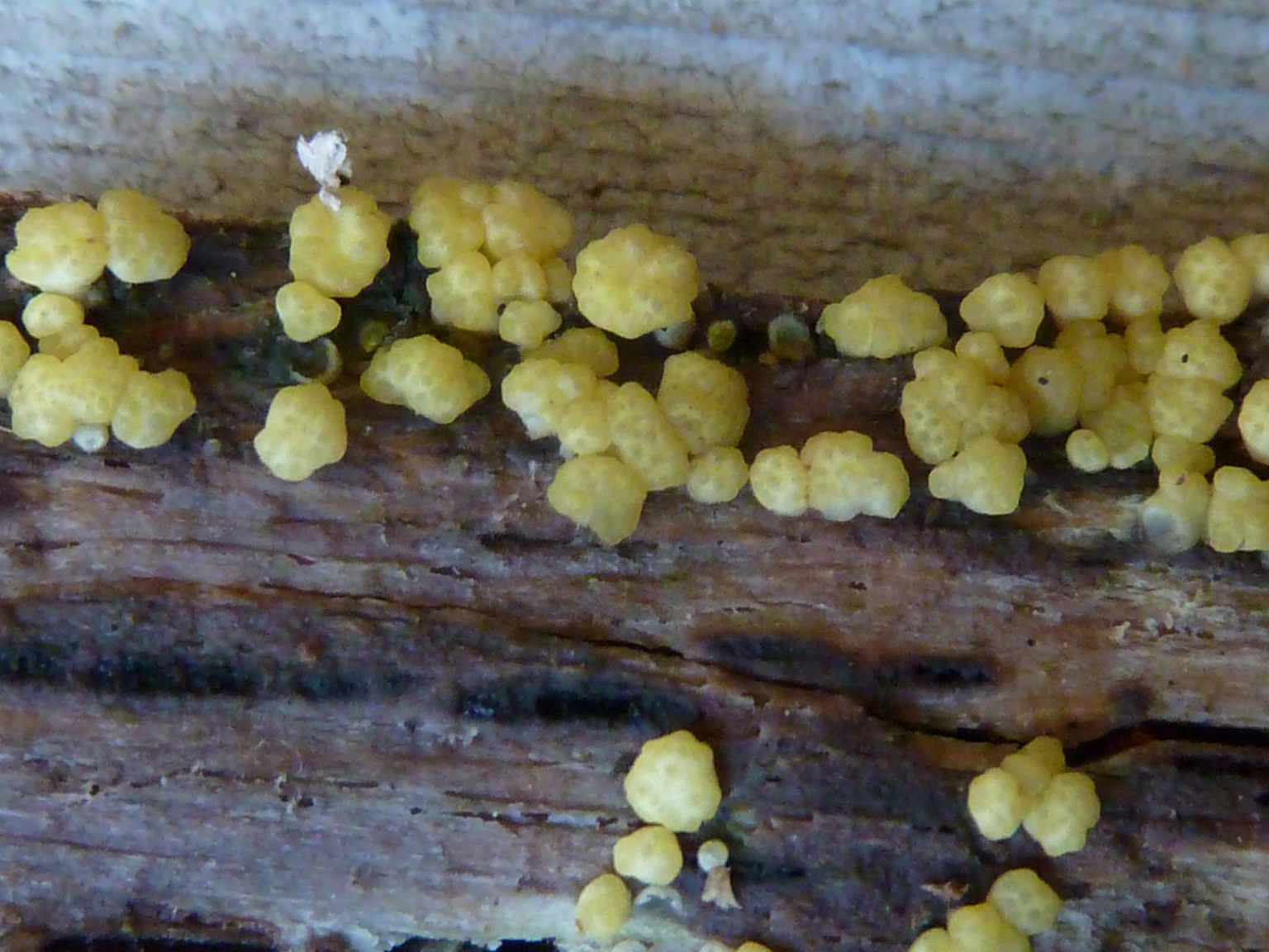 Hypocrea gelatinosa – identifier-les-champignons.com