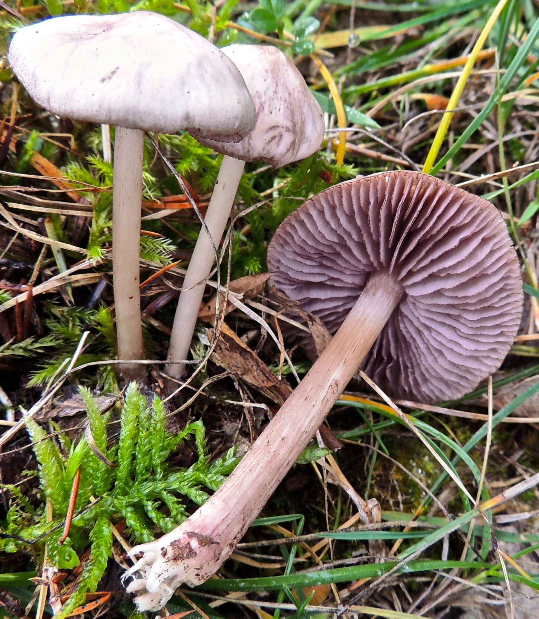 Mycena pelianthina – identifier-les-champignons.com