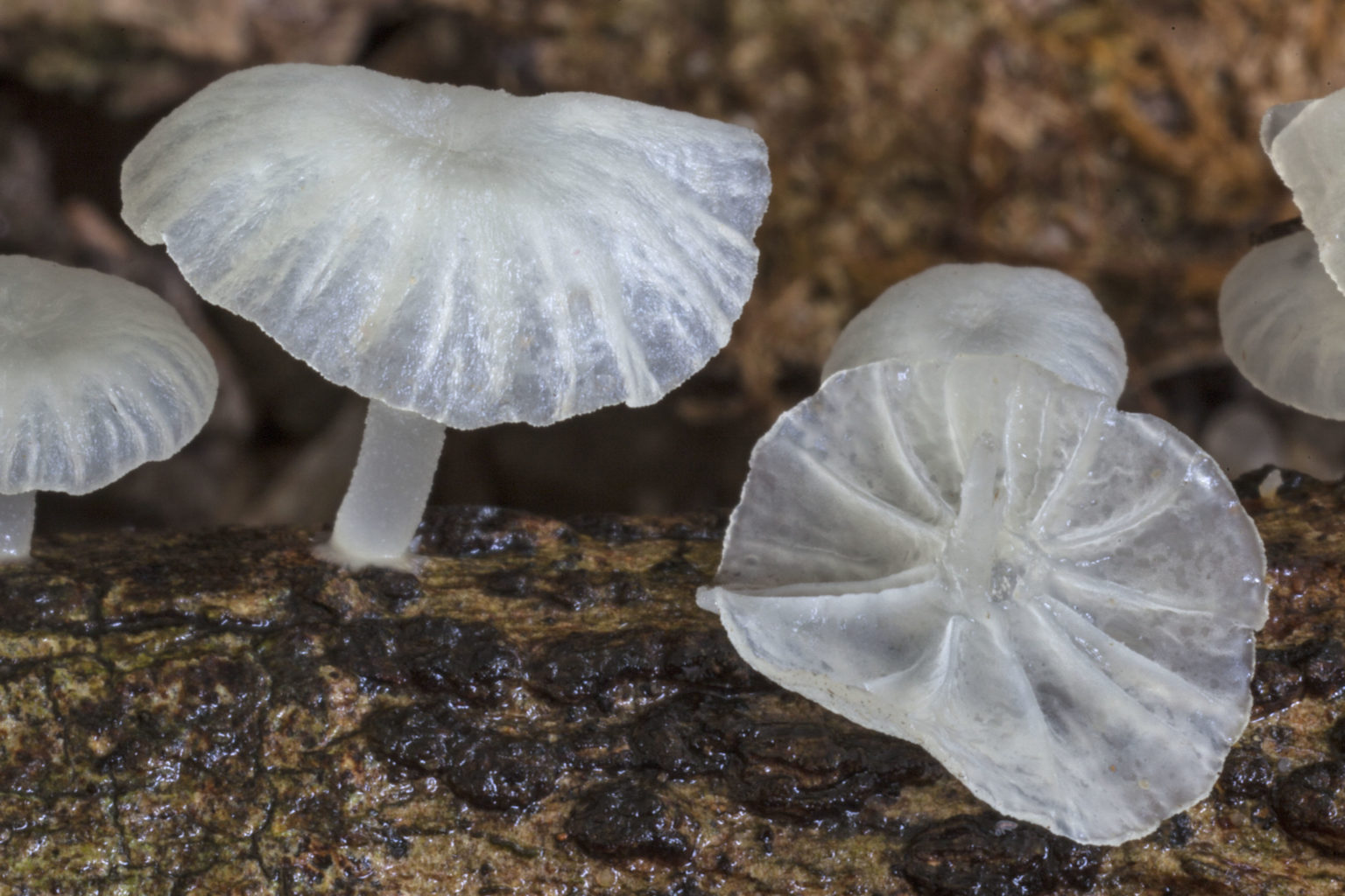 Delicatula integrella – identifier-les-champignons.com