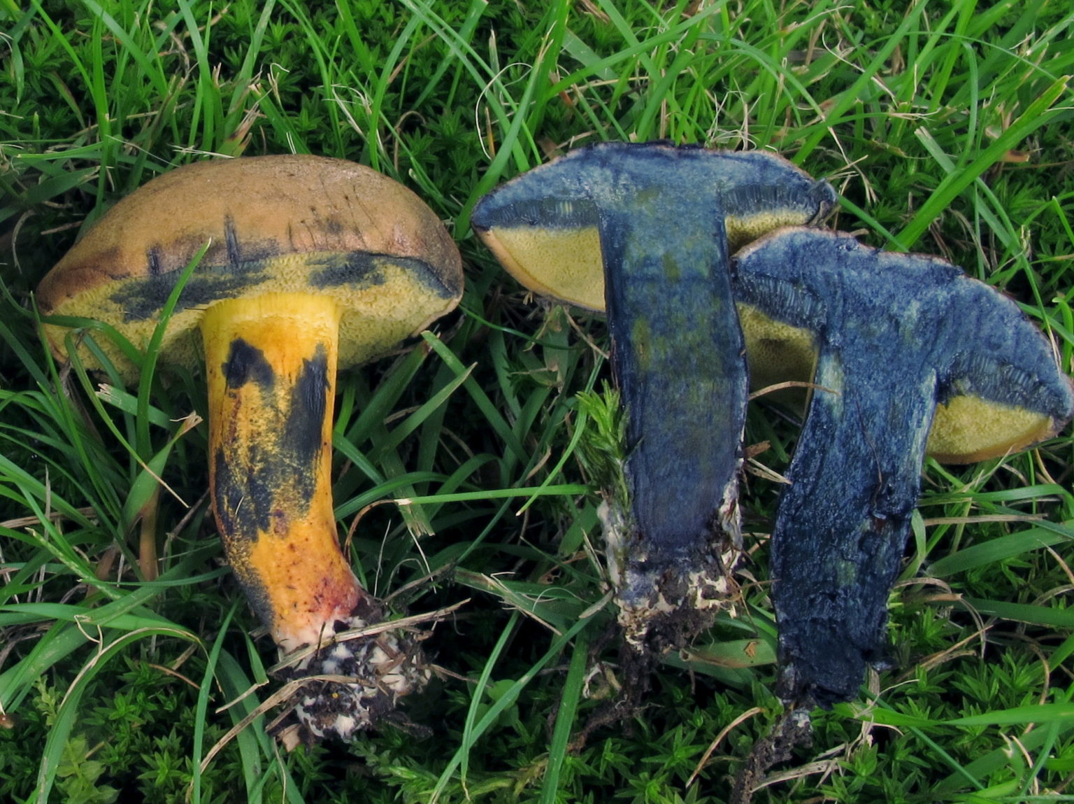 Boletus pulverulentus – identifier-les-champignons.com