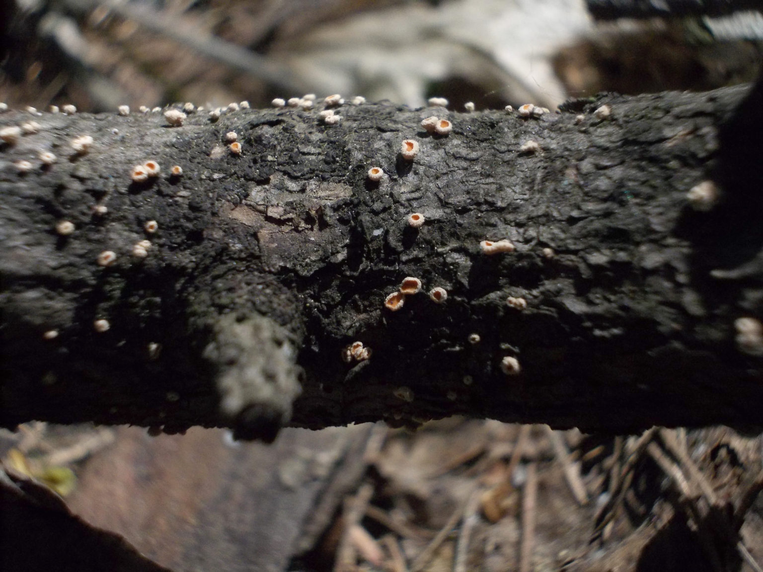 Lachnellula willkommii – identifier-les-champignons.com