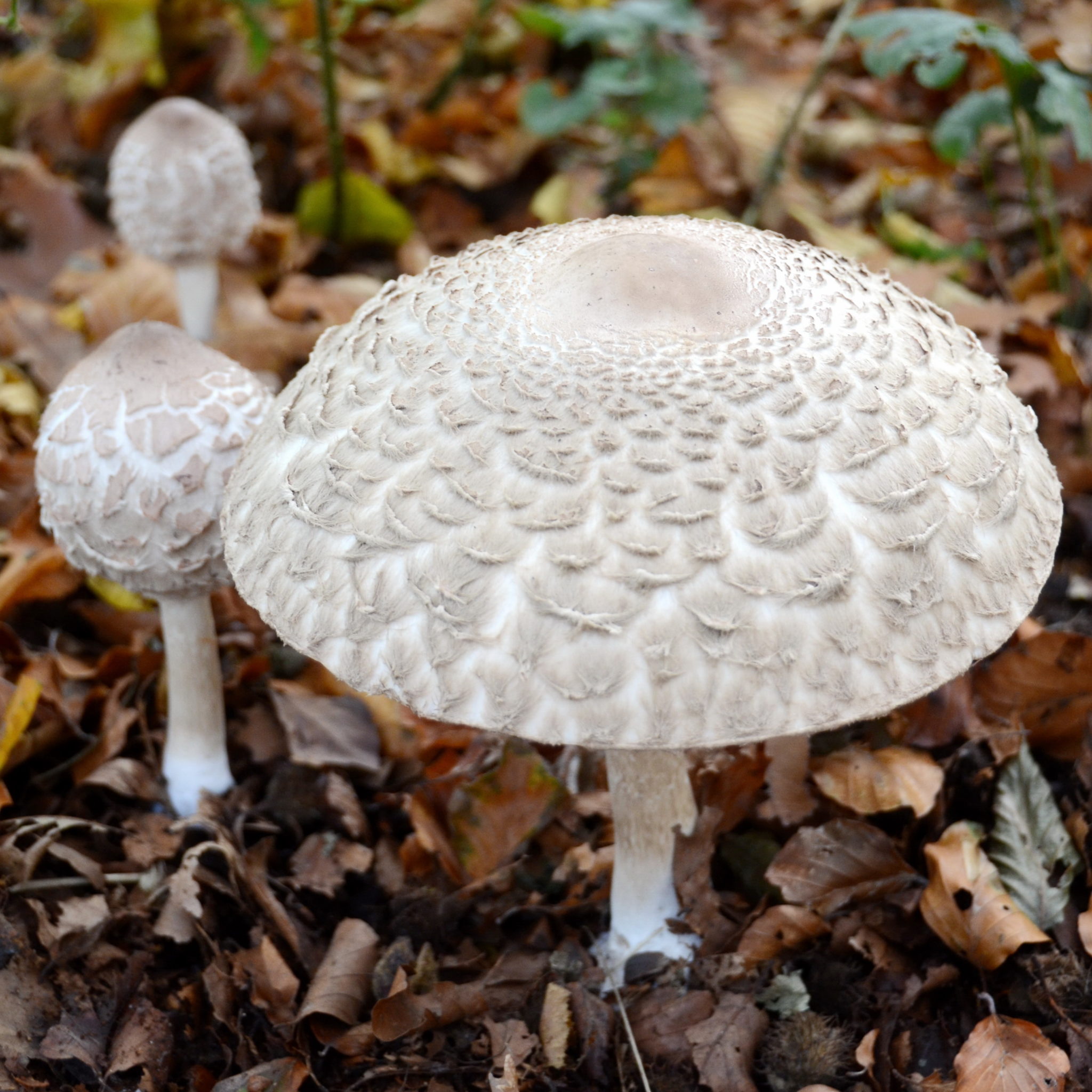 Macrolepiota rachodes – identifier-les-champignons.com