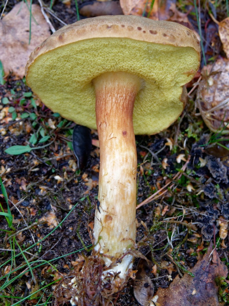 Xerocomus subtomentosus – identifier-les-champignons.com