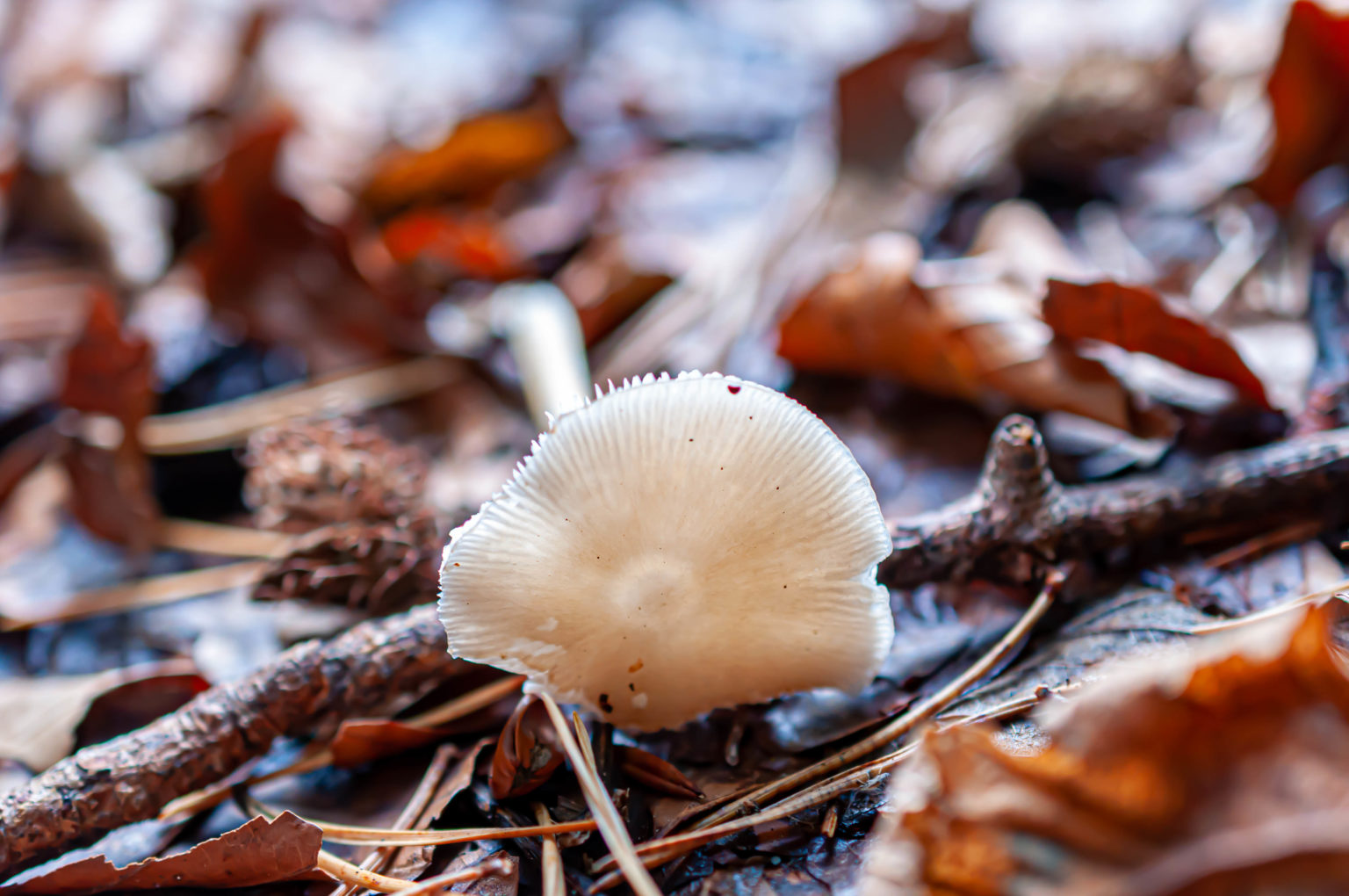 Hydropus subalpinus – identifier-les-champignons.com