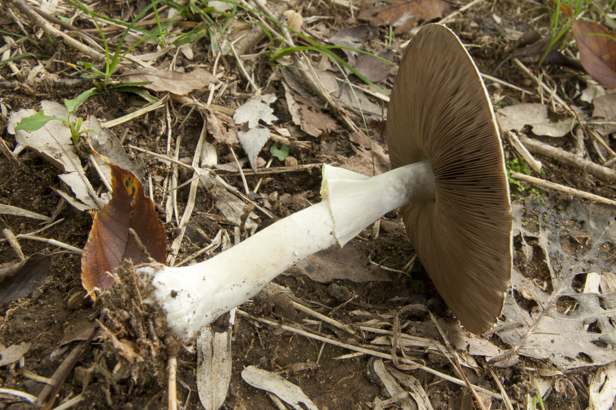 Agaricus abruptibulbus – identifier-les-champignons.com