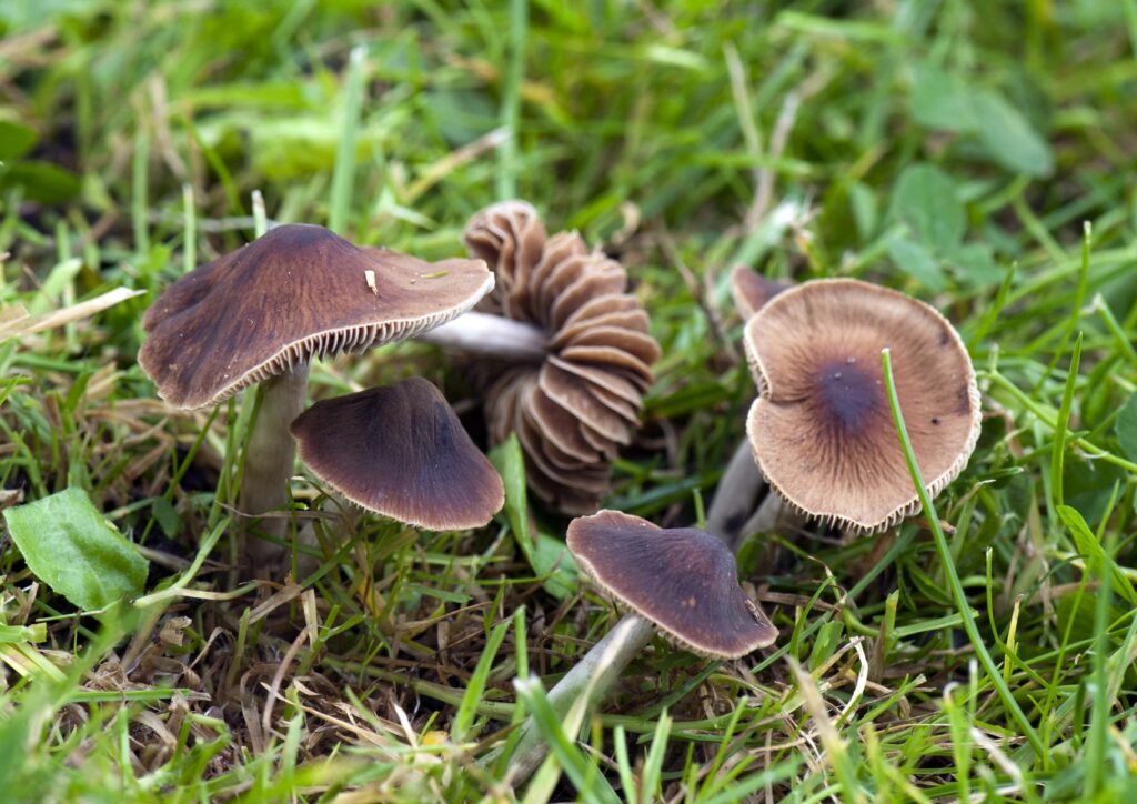 Naucoria bohemica – identifier-les-champignons.com