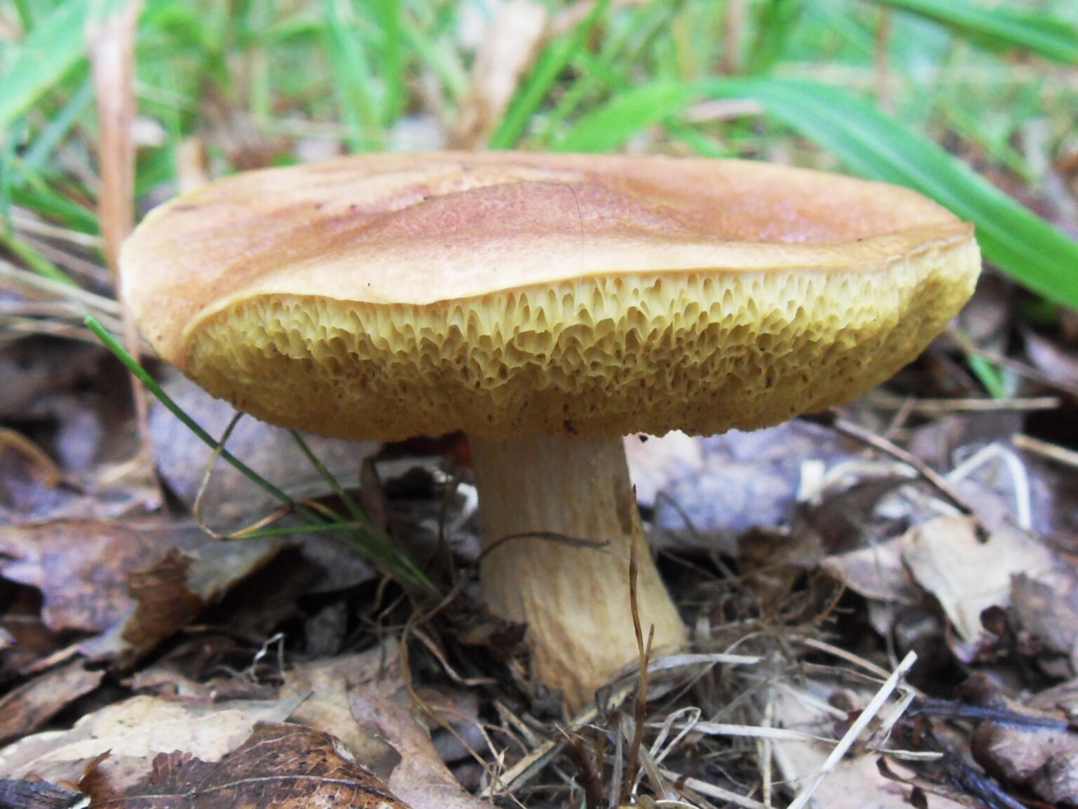 Xerocomus leonis – identifier-les-champignons.com