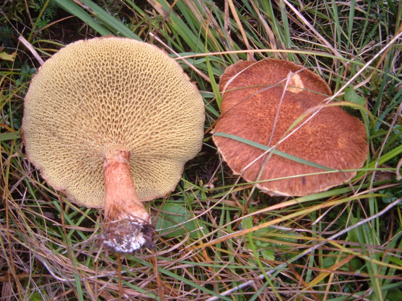 Boletinus cavipes – identifier-les-champignons.com