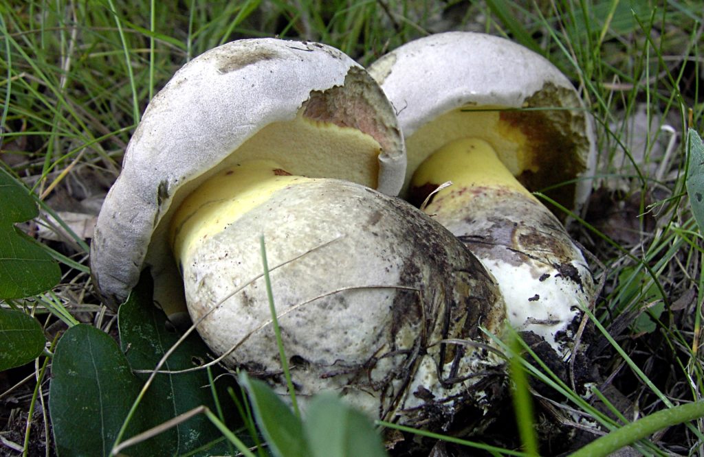 Boletus radicans – identifier-les-champignons.com