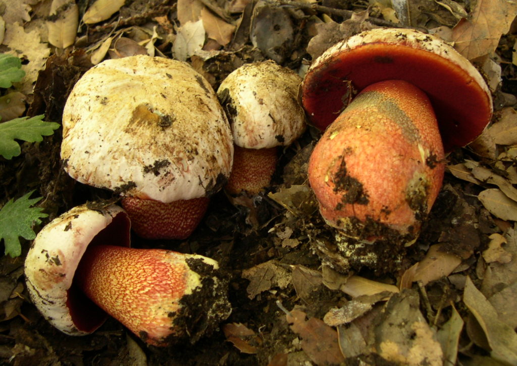 Boletus rhodoxanthus – identifier-les-champignons.com