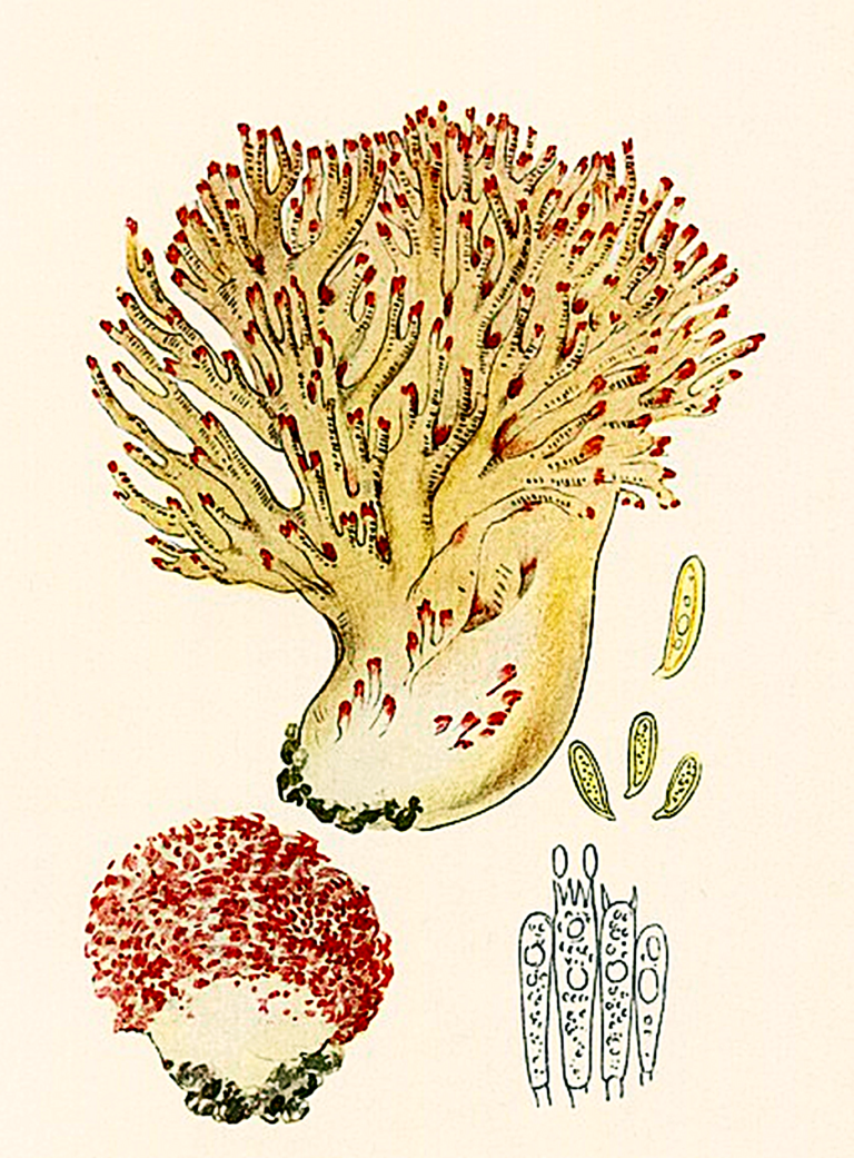 Clavaria botrytis – identifier-les-champignons.com