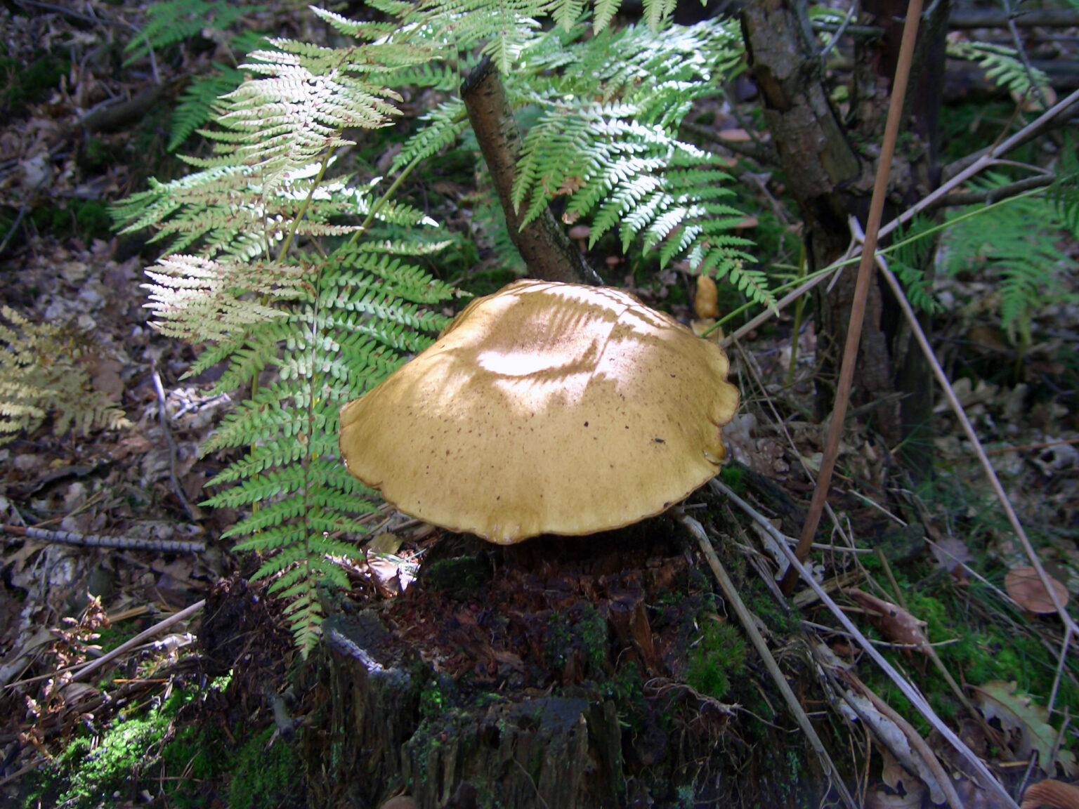 Pulveroboletus hemichrysus – identifier-les-champignons.com