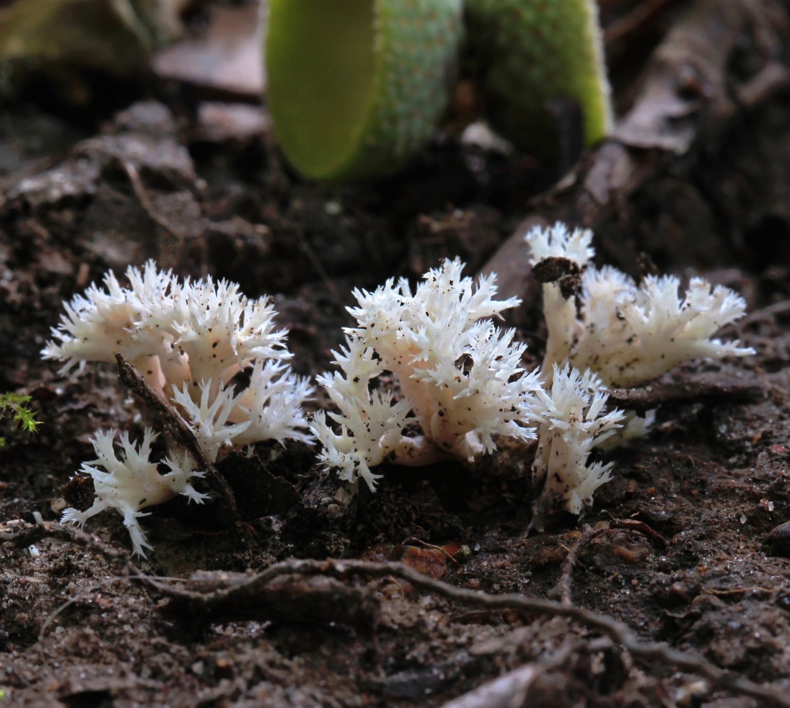 Clavulina cristata – identifier-les-champignons.com