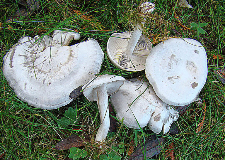 Clitocybe dealbata – identifier-les-champignons.com