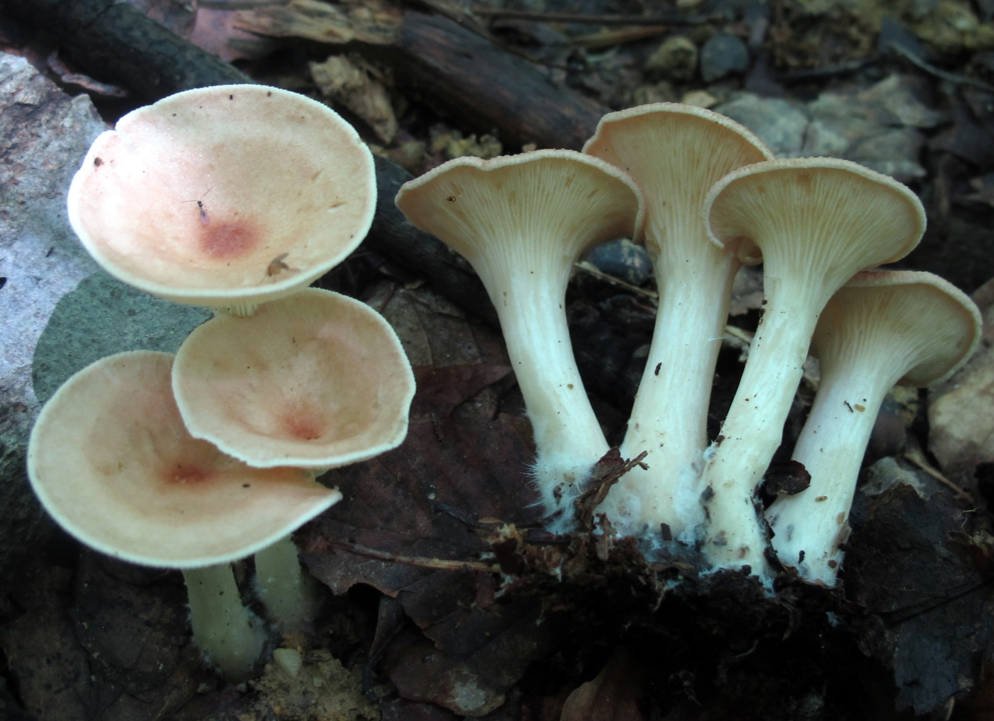 Clitocybe gibba – identifier-les-champignons.com