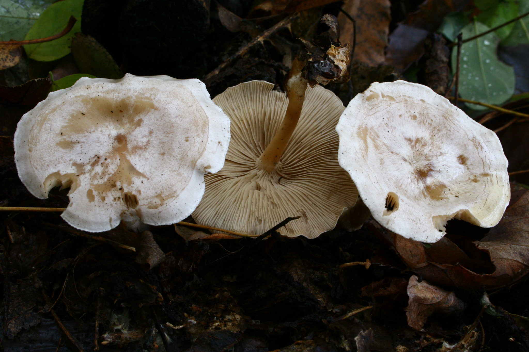 Clitocybe phyllophila – identifier-les-champignons.com