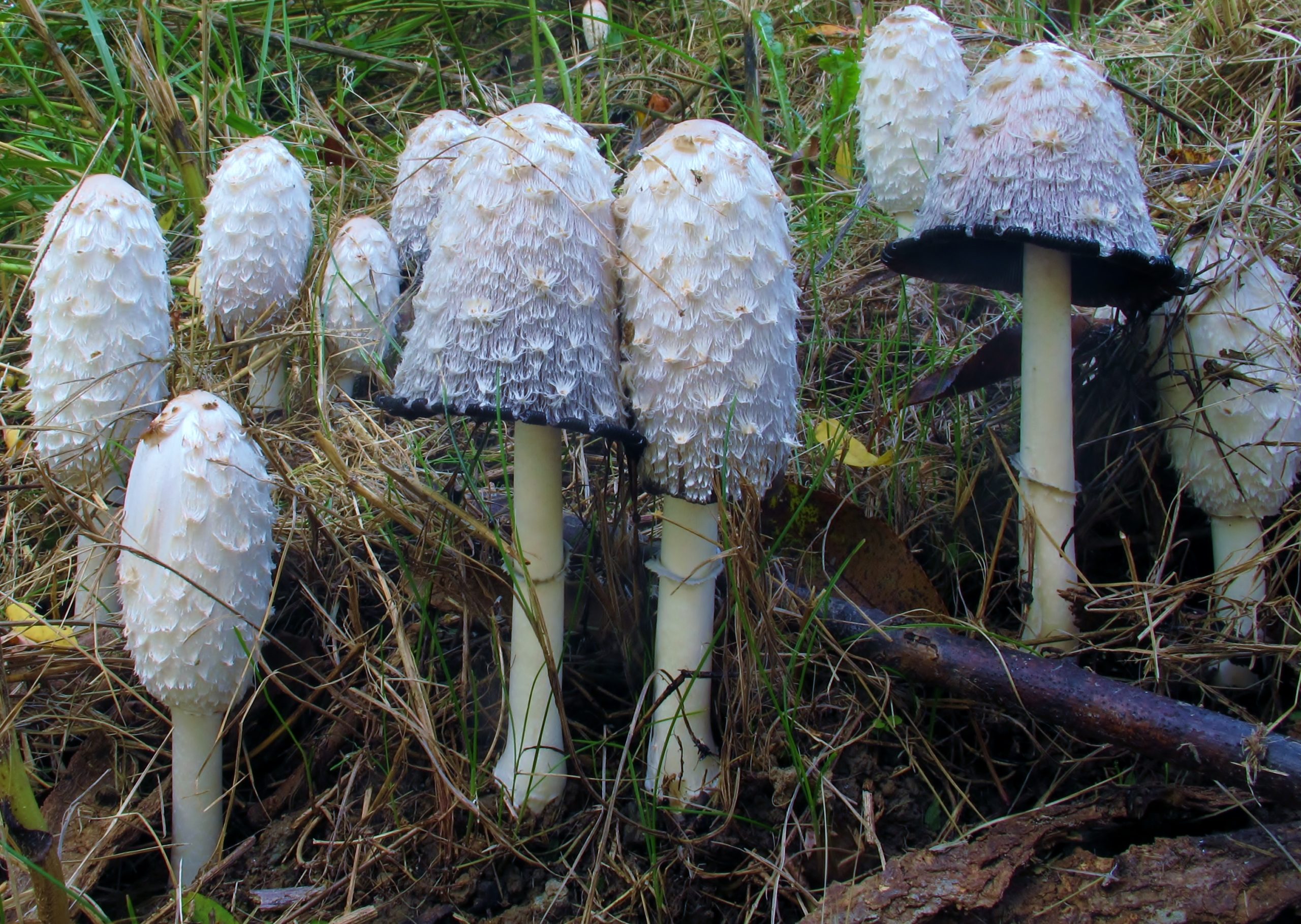 Coprinus comatus – identifier-les-champignons.com