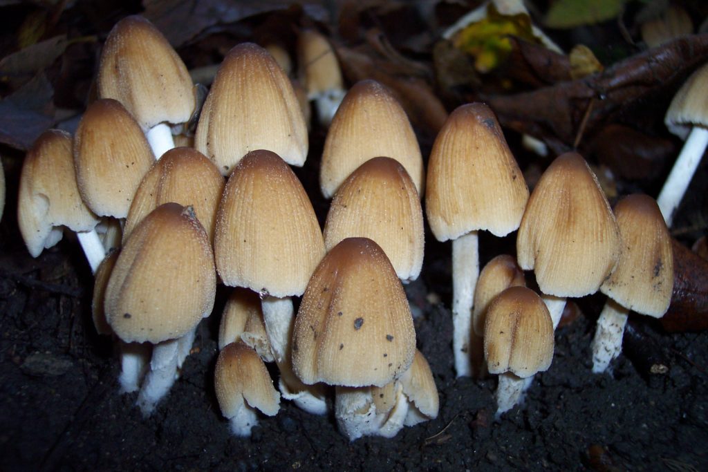 Coprinus micaceus – identifier-les-champignons.com