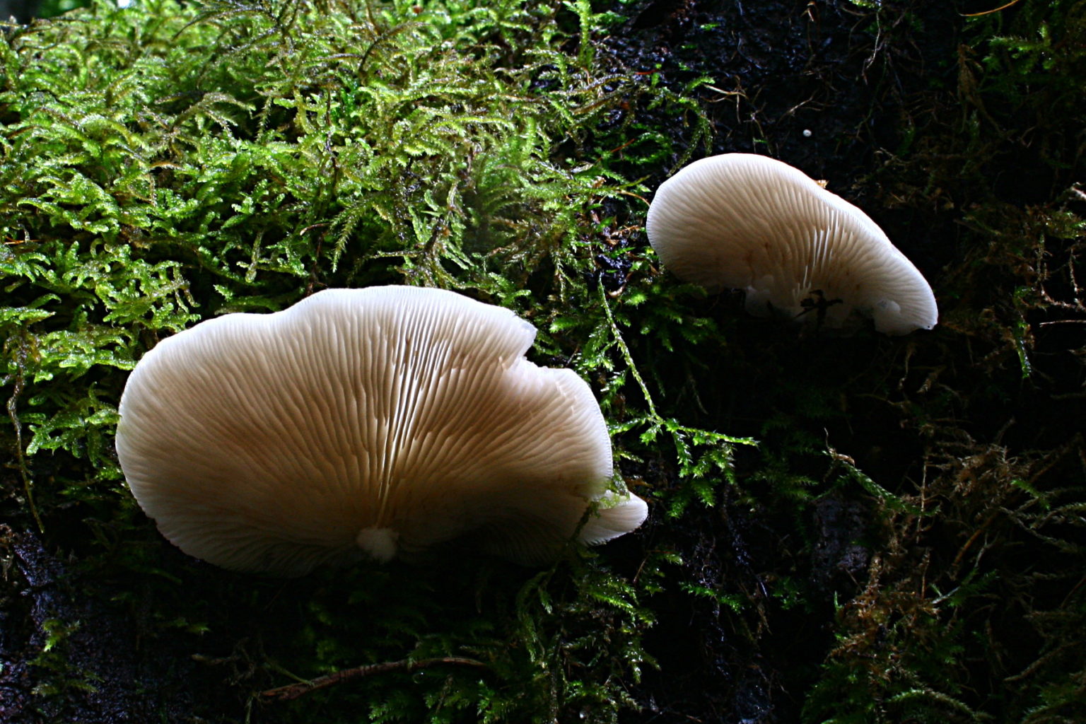 Crepidotus applanatus – identifier-les-champignons.com