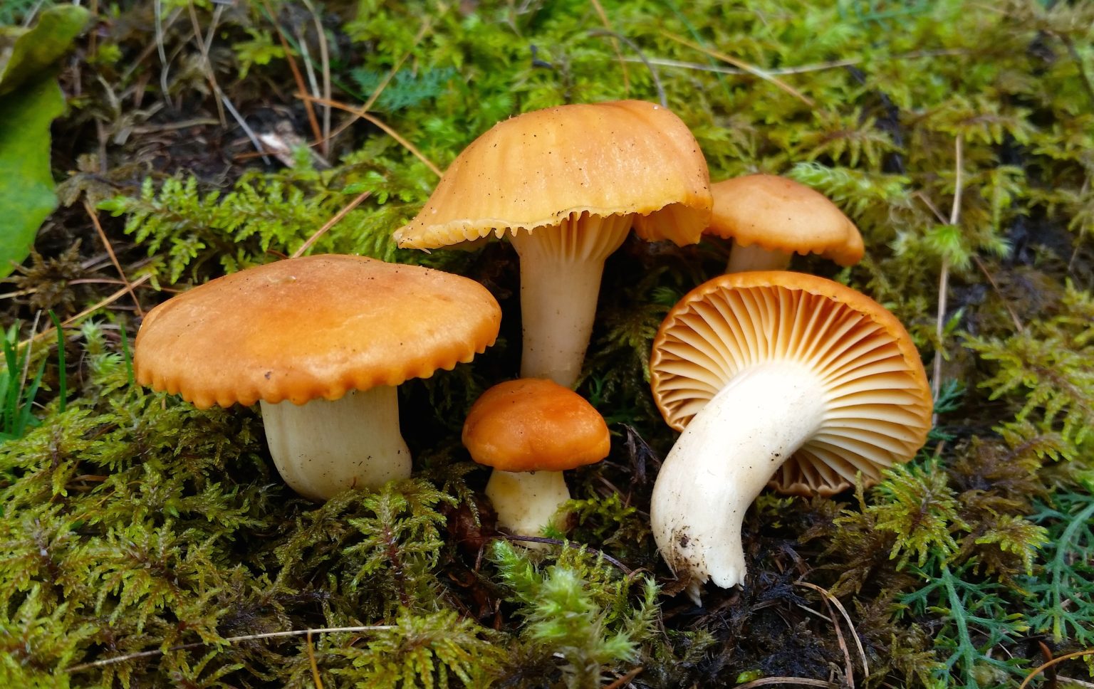 Cuphophyllus pratensis – identifier-les-champignons.com