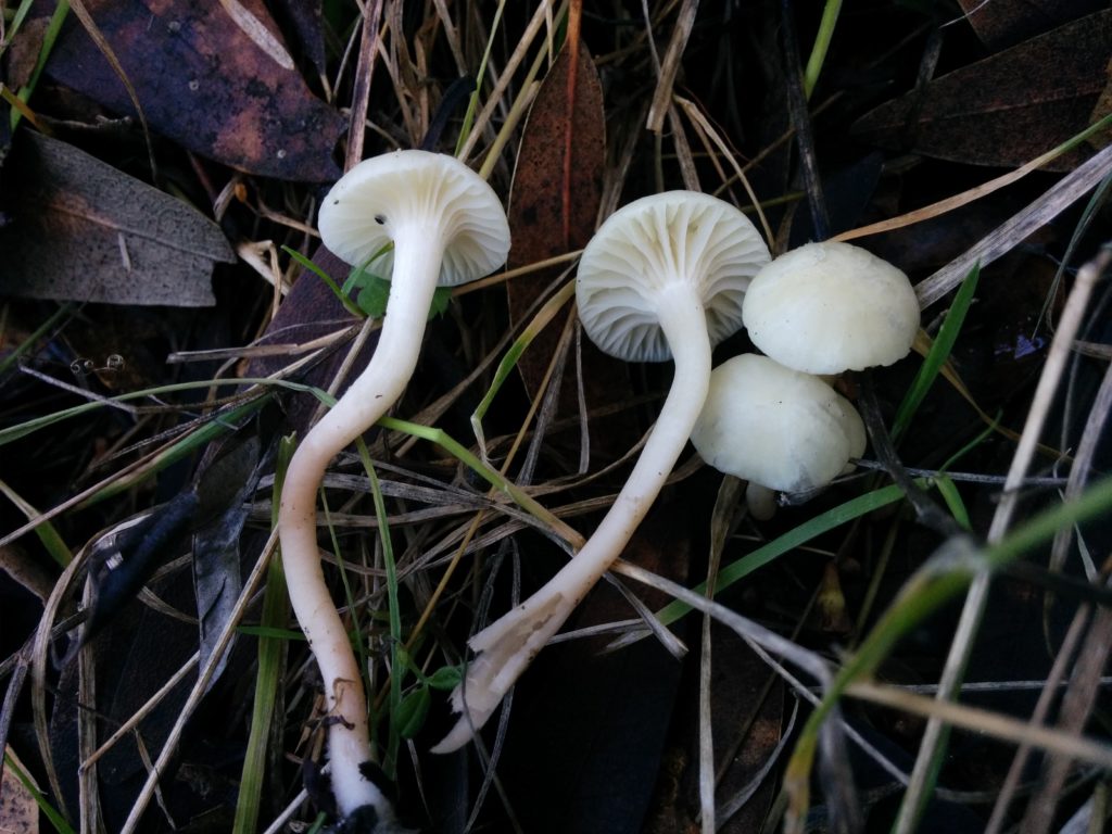 Cuphophyllus russocoriaceus – identifier-les-champignons.com