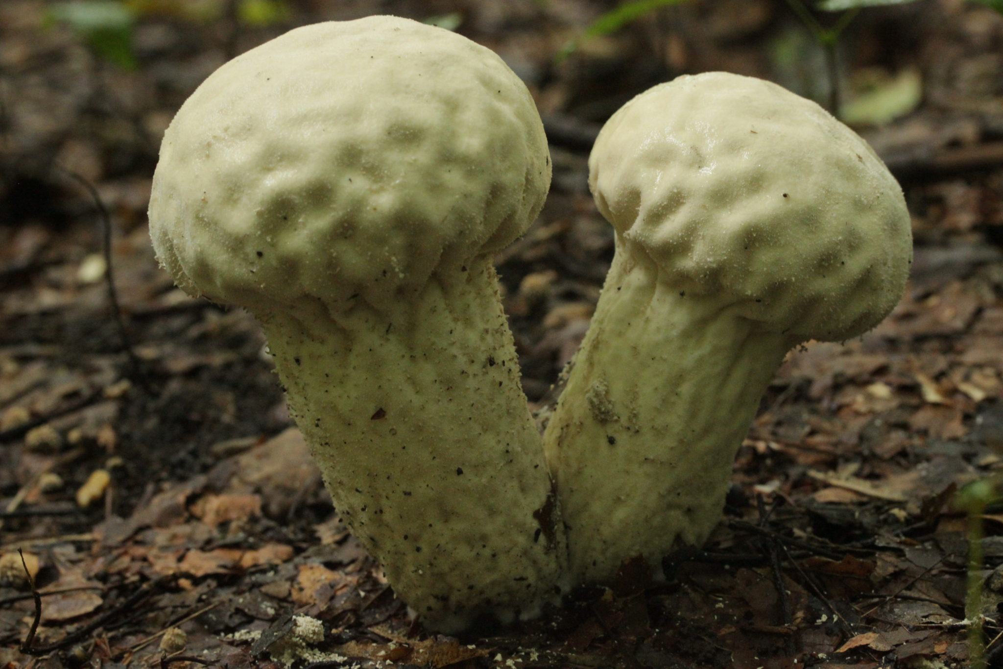 Calvatia excipuliformis – identifier-les-champignons.com