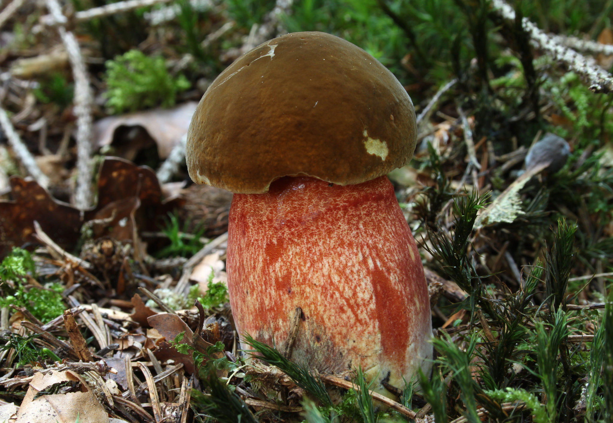 Boletus erythropus – identifier-les-champignons.com