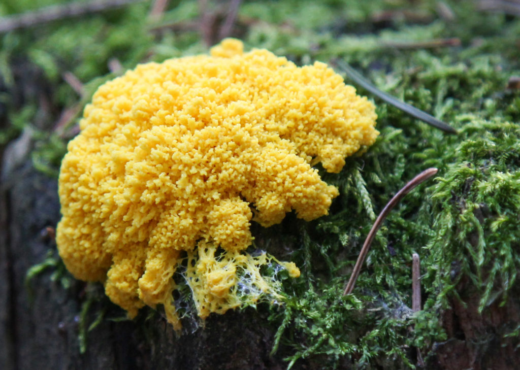 Fuligo septica – identifier-les-champignons.com