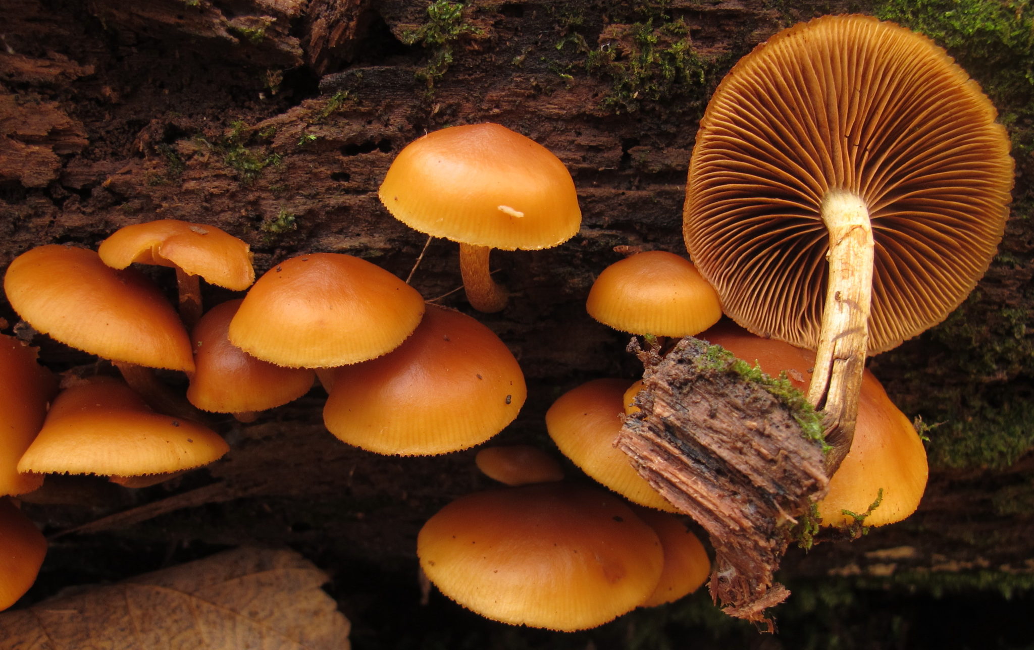 Galerina marginata – identifier-les-champignons.com