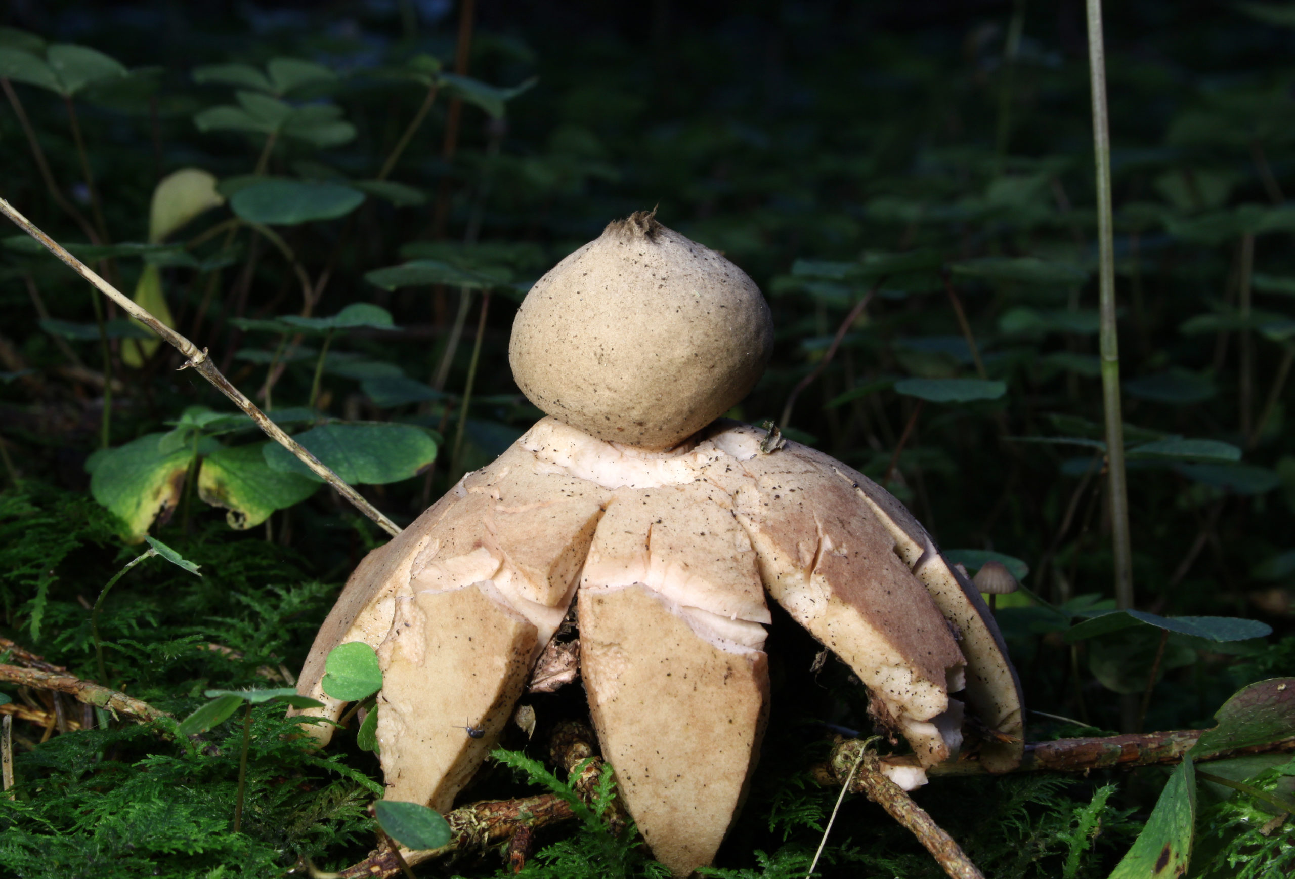 Geastrum rufescens – identifier-les-champignons.com