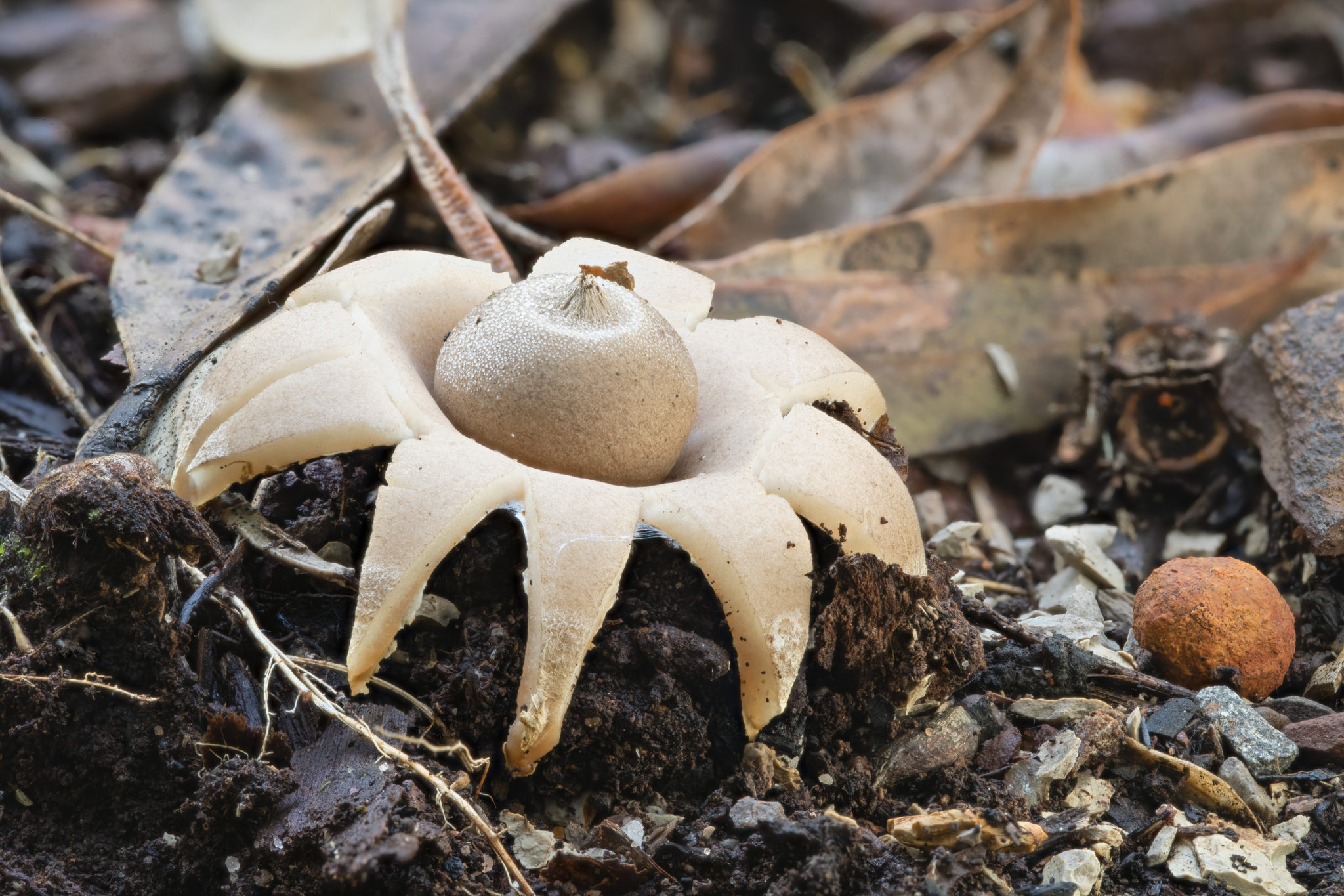 Geastrum triplex – identifier-les-champignons.com