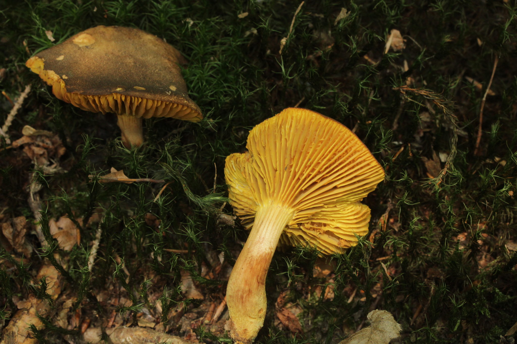 Phylloporus pelletieri – identifier-les-champignons.com