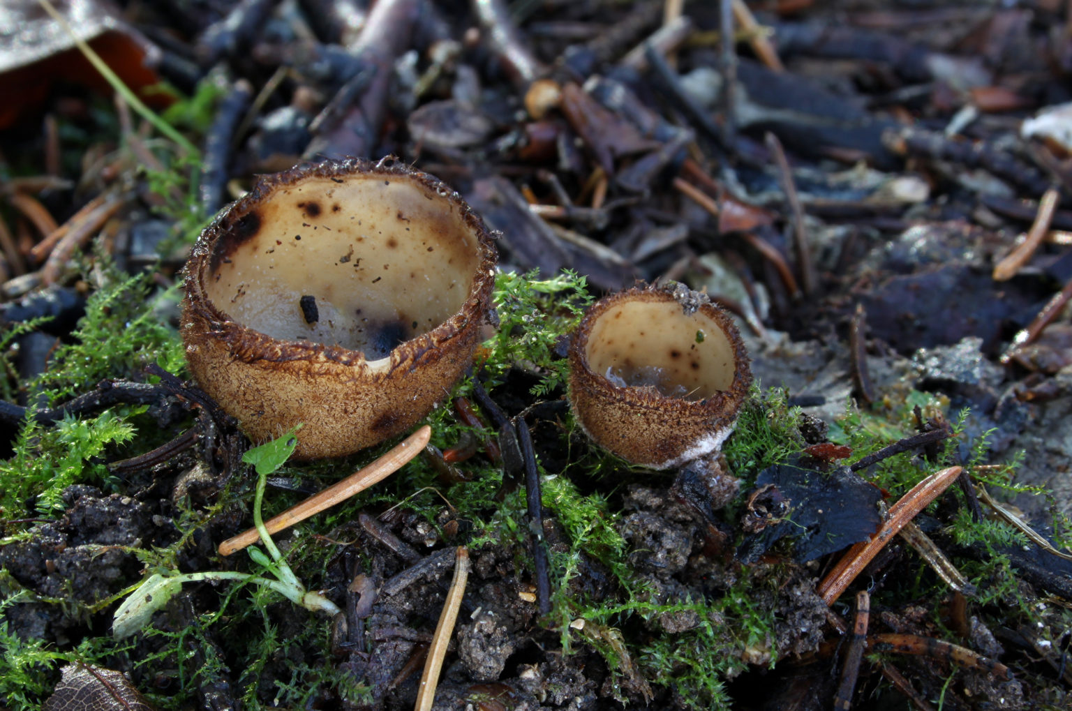 Humaria hemisphaerica – identifier-les-champignons.com