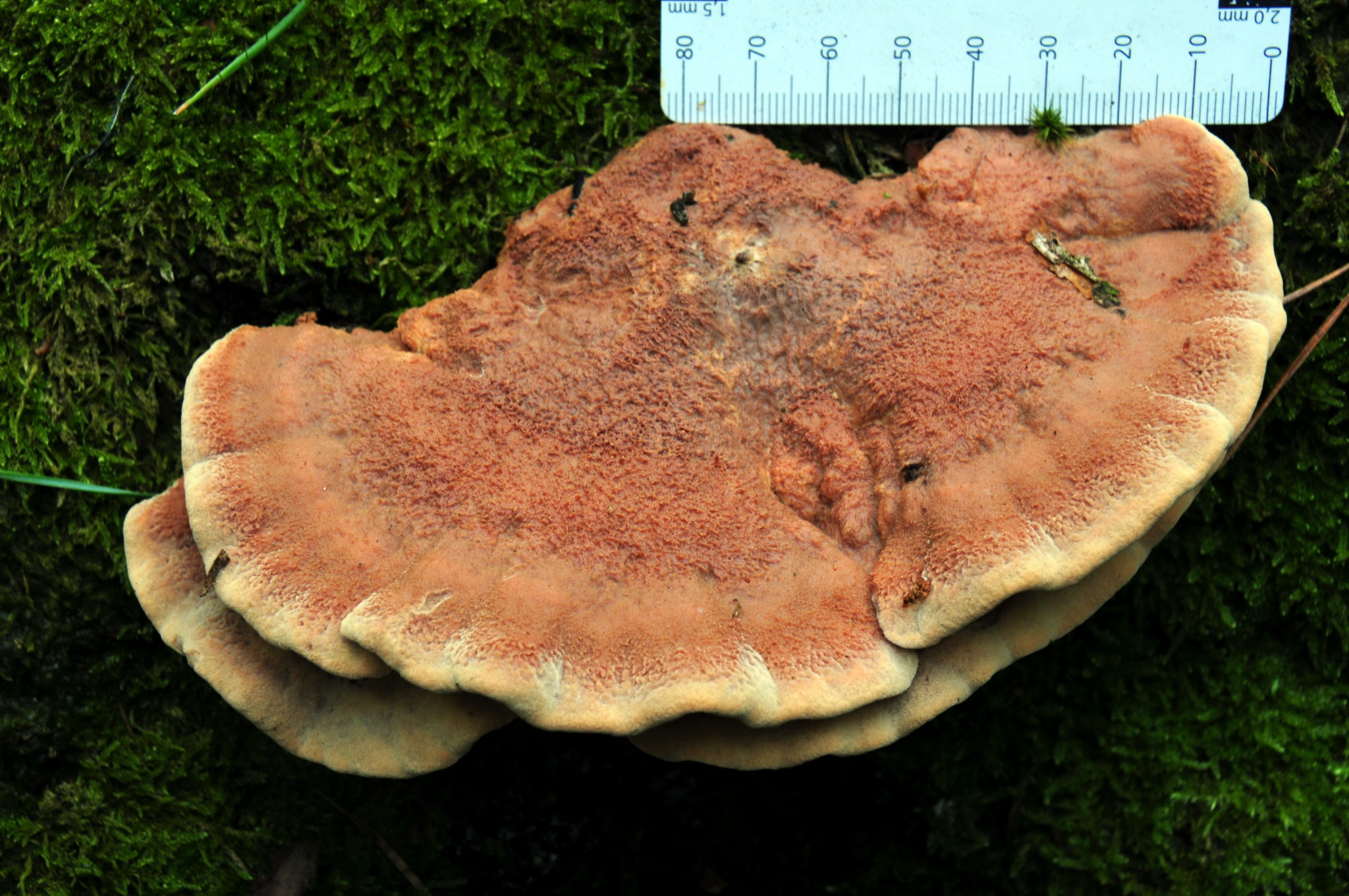 Hapalopilus rutilans – identifier-les-champignons.com