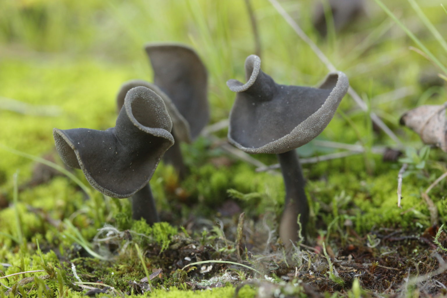 Helvella atra – identifier-les-champignons.com