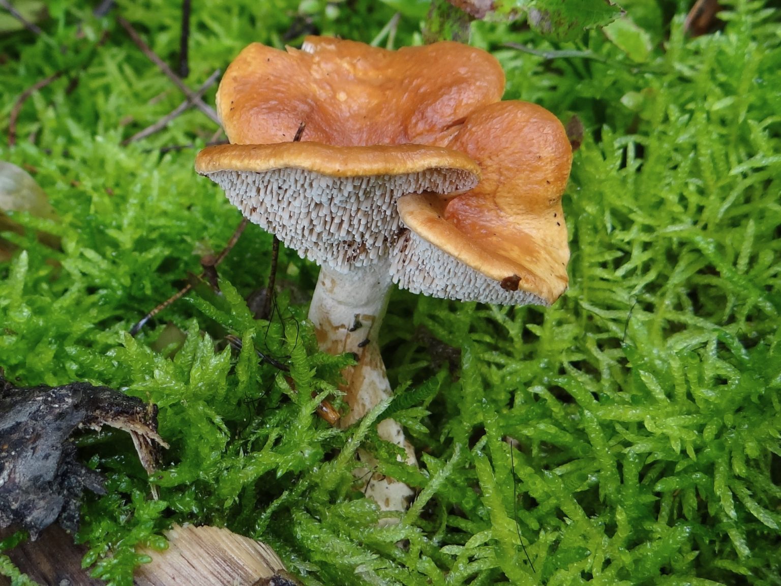 Hydnum rufescens – identifier-les-champignons.com